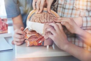 The Human Body - Clear Evidence of God! - Teach Them Ministries